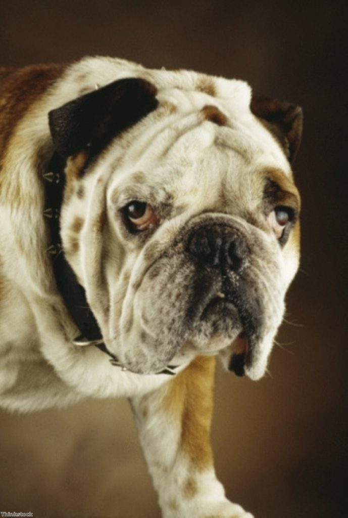 British bulldog becoming extinct